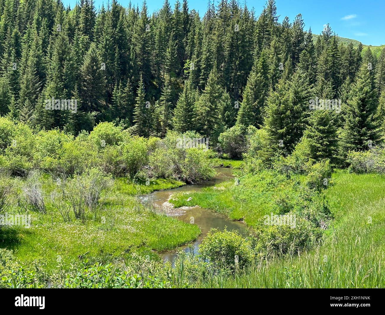 A stream flows through a beautiful meadow surrounded by pine trees ...