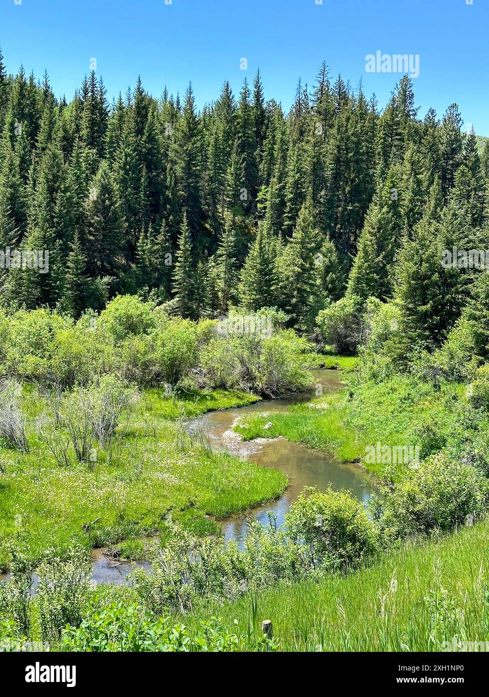 A stream flows through a beautiful meadow surrounded by pine trees ...