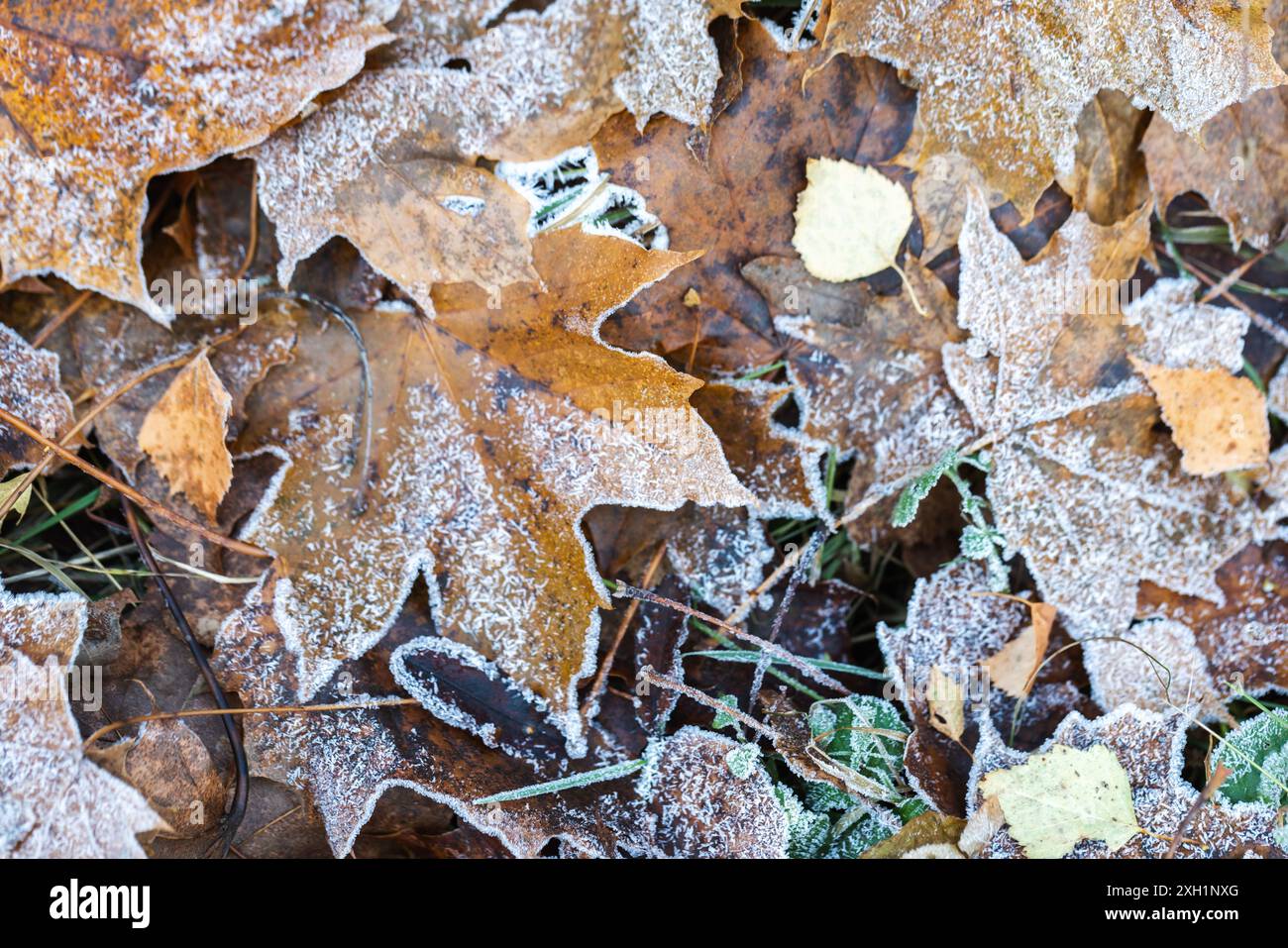 Fallen autumnal leaves covered with frost lay on the ground, top view ...