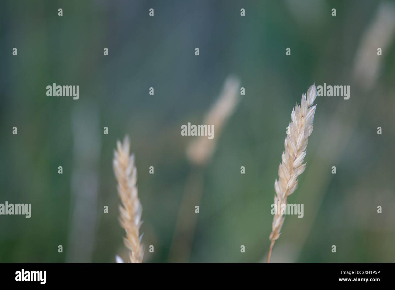 Close-up shallow depth of field grasses Stock Photo - Alamy