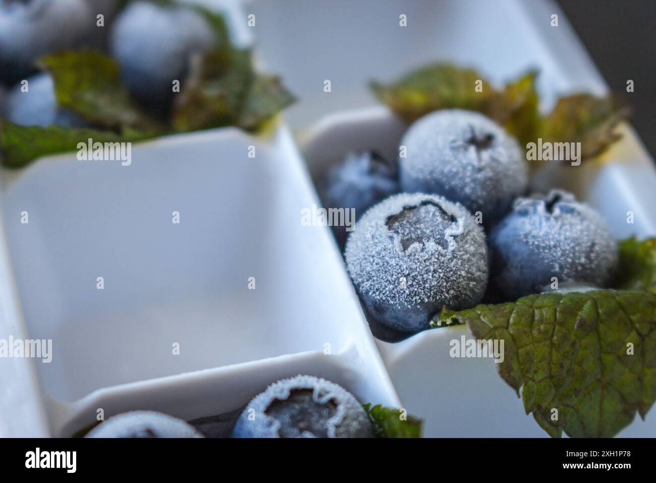 Frozen blueberry fruits with mint leaves. Frost blueberries and mint ...