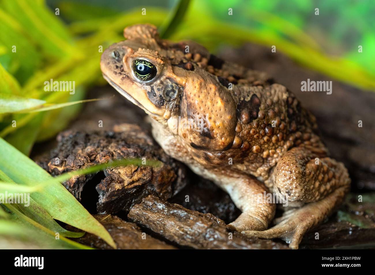 Aga toad in a natural habitat on the lake shore close-up. Animals in ...