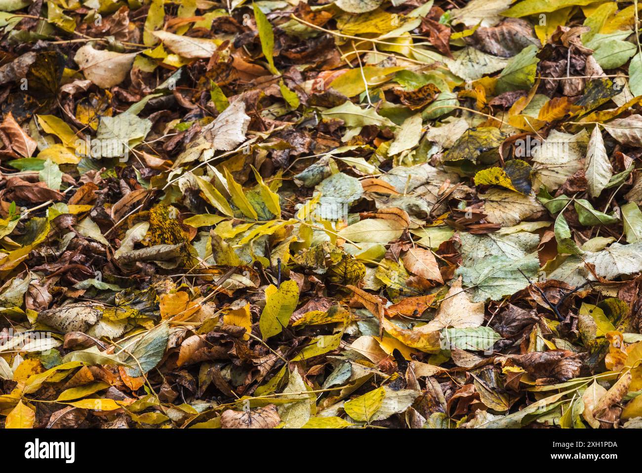 Fallen leaves lay on the ground in park. Natural autumn background photo Stock Photo - Alamy