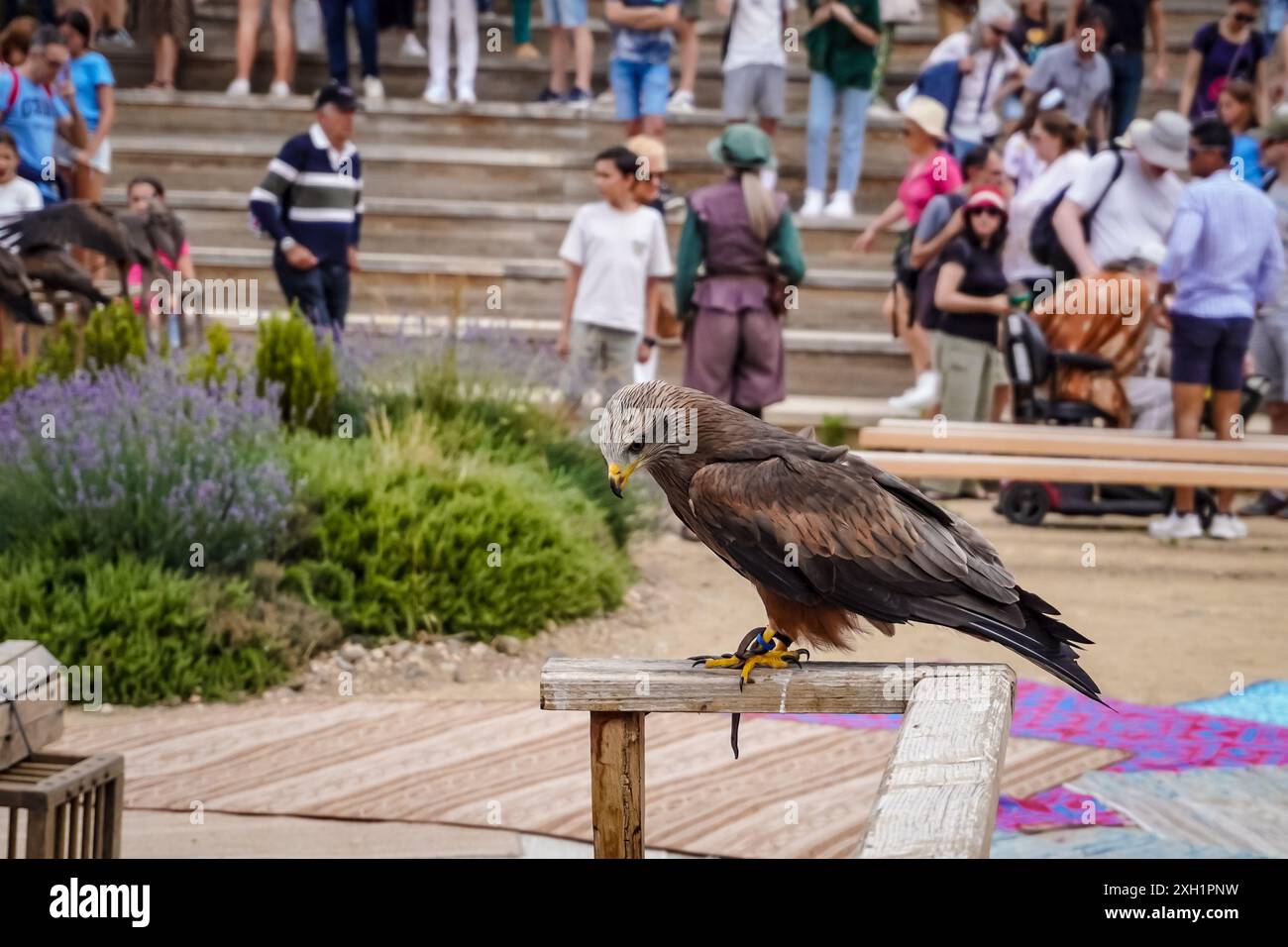 Toledo, Spain. 29 June 2024. Historically themed bird display show ...