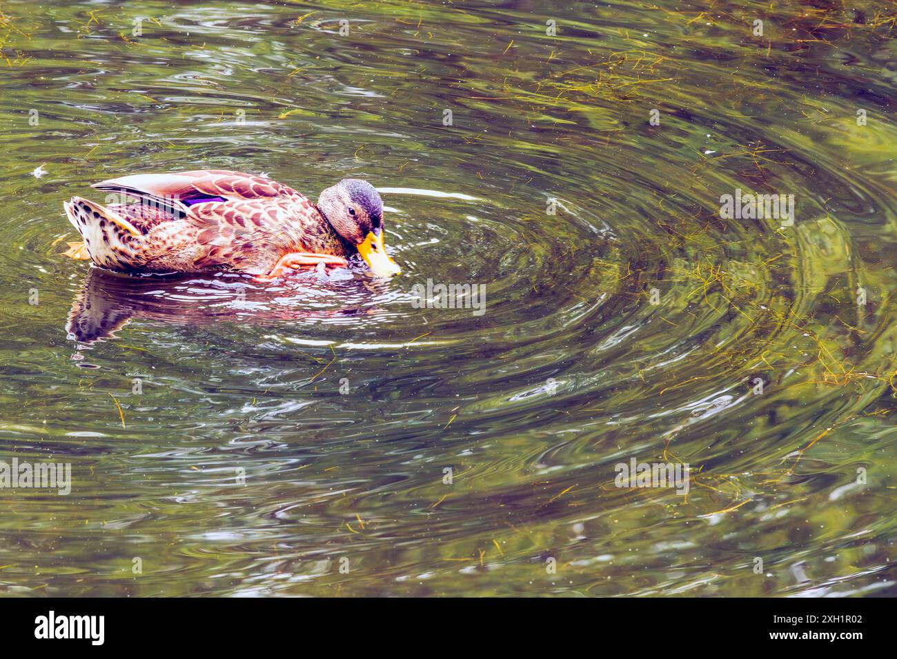 Drake mallard with eclipse plumage dabbling in water and creating ...
