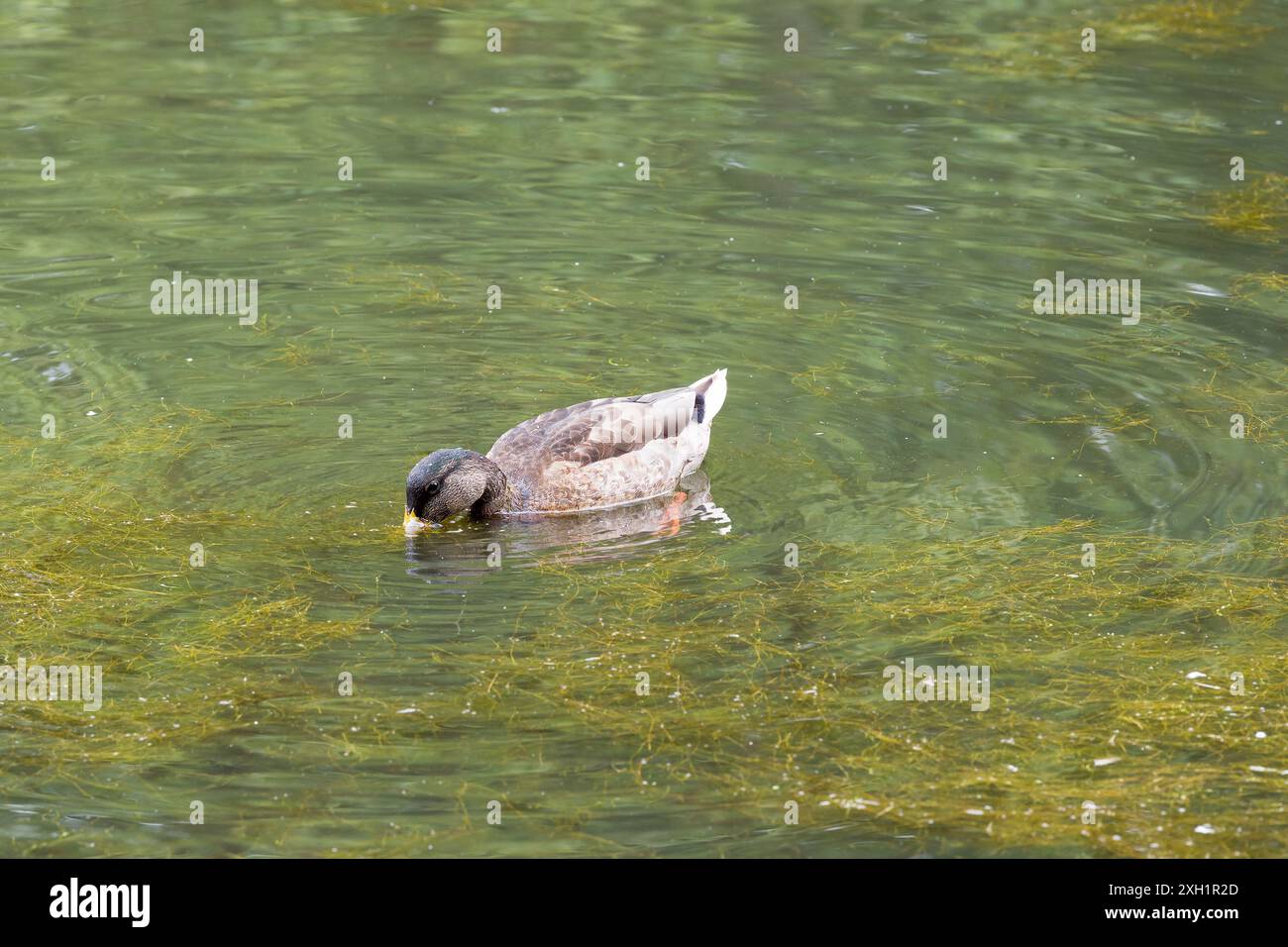 Drake Mallard in eclipse plumage dabbles in the weedy water. The ...