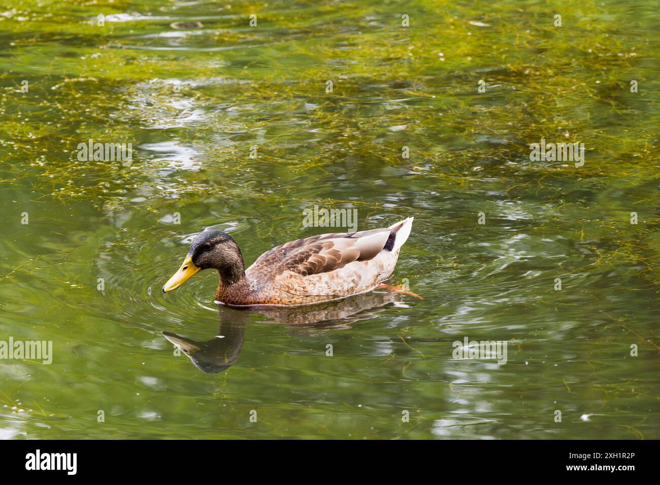 A mallard drake in eclipse plumage relaxes at The wilderness, Porthcawl ...
