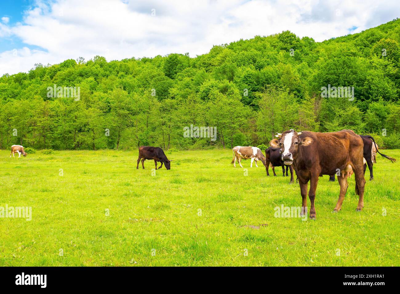 cow cattle on the pasture. rural landscape in spring. nature scenery ...