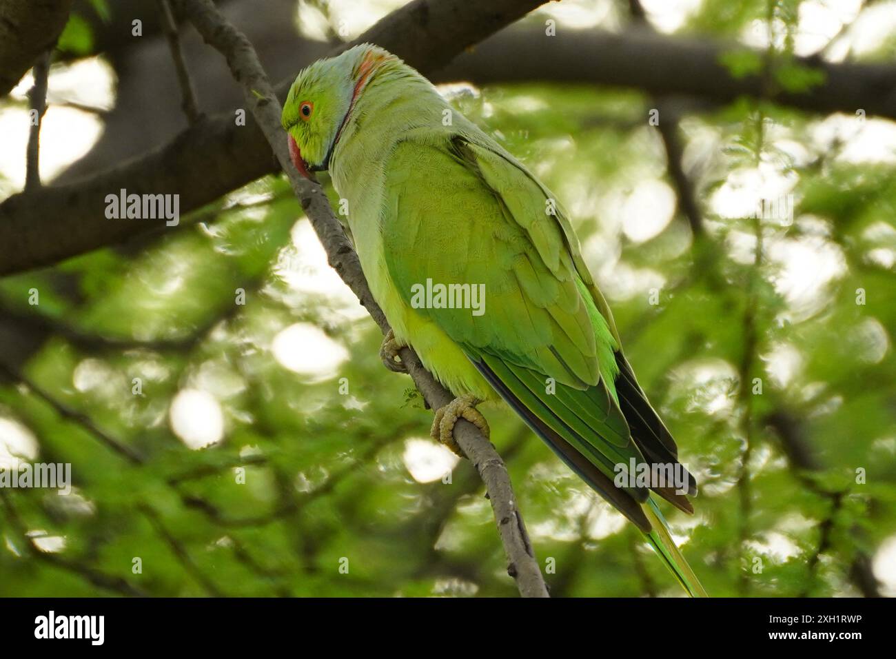 Kramer parrot hi-res stock photography and images - Alamy