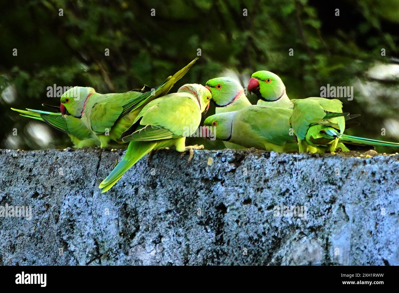 Rose-ringed parakeet (Psittacula krameri) also known as the ring-necked ...