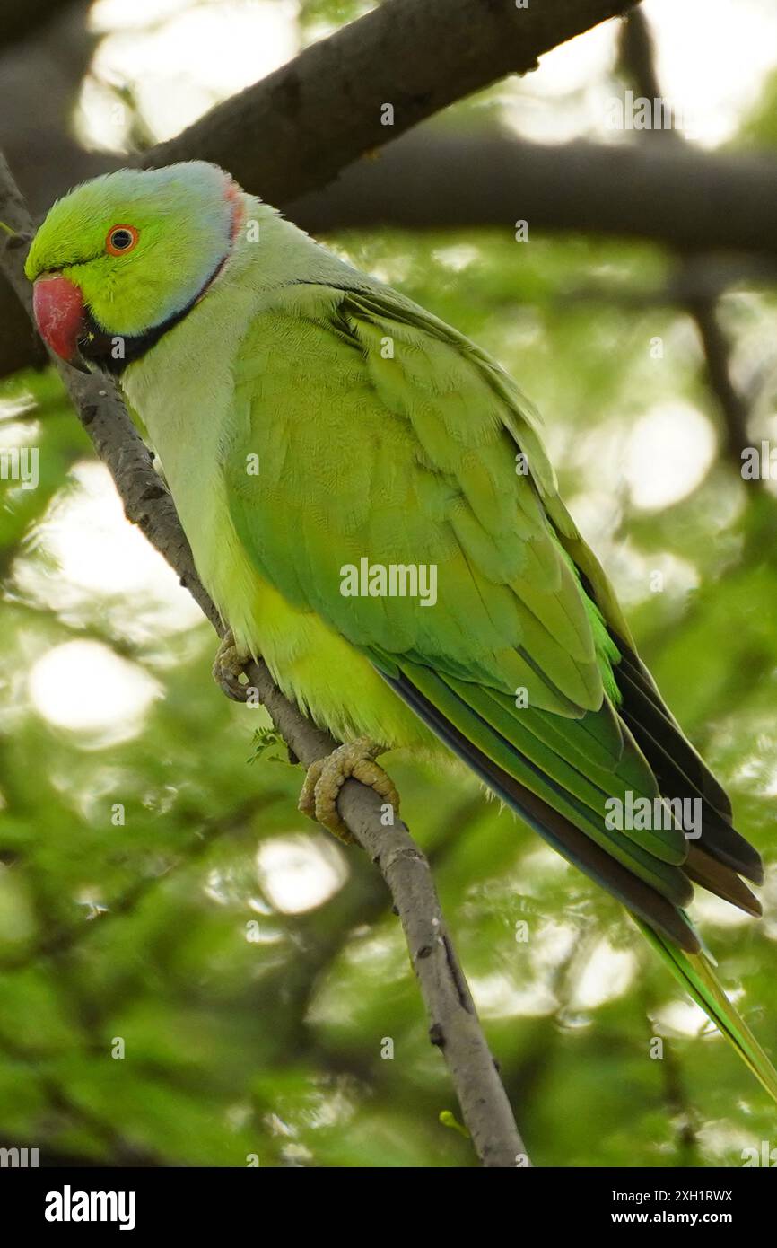 Rose-ringed parakeet (Psittacula krameri) also known as the ring-necked ...