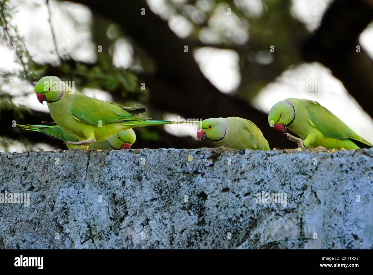 Rose-ringed parakeet (Psittacula krameri) also known as the ring-necked ...