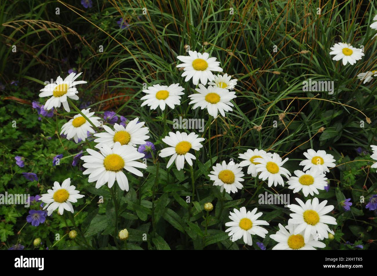 Copenhagen/ Denmark/11 July 2024/Daisy flowers in nature on road side ...