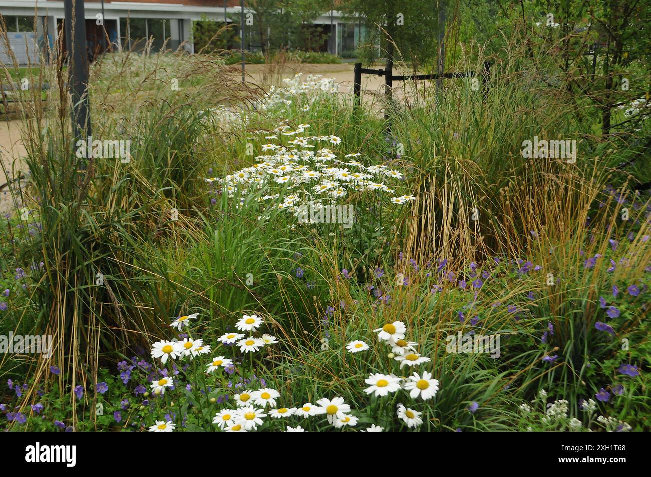 Copenhagen/ Denmark/11 July 2024/Daisy flowers in nature on road side ...