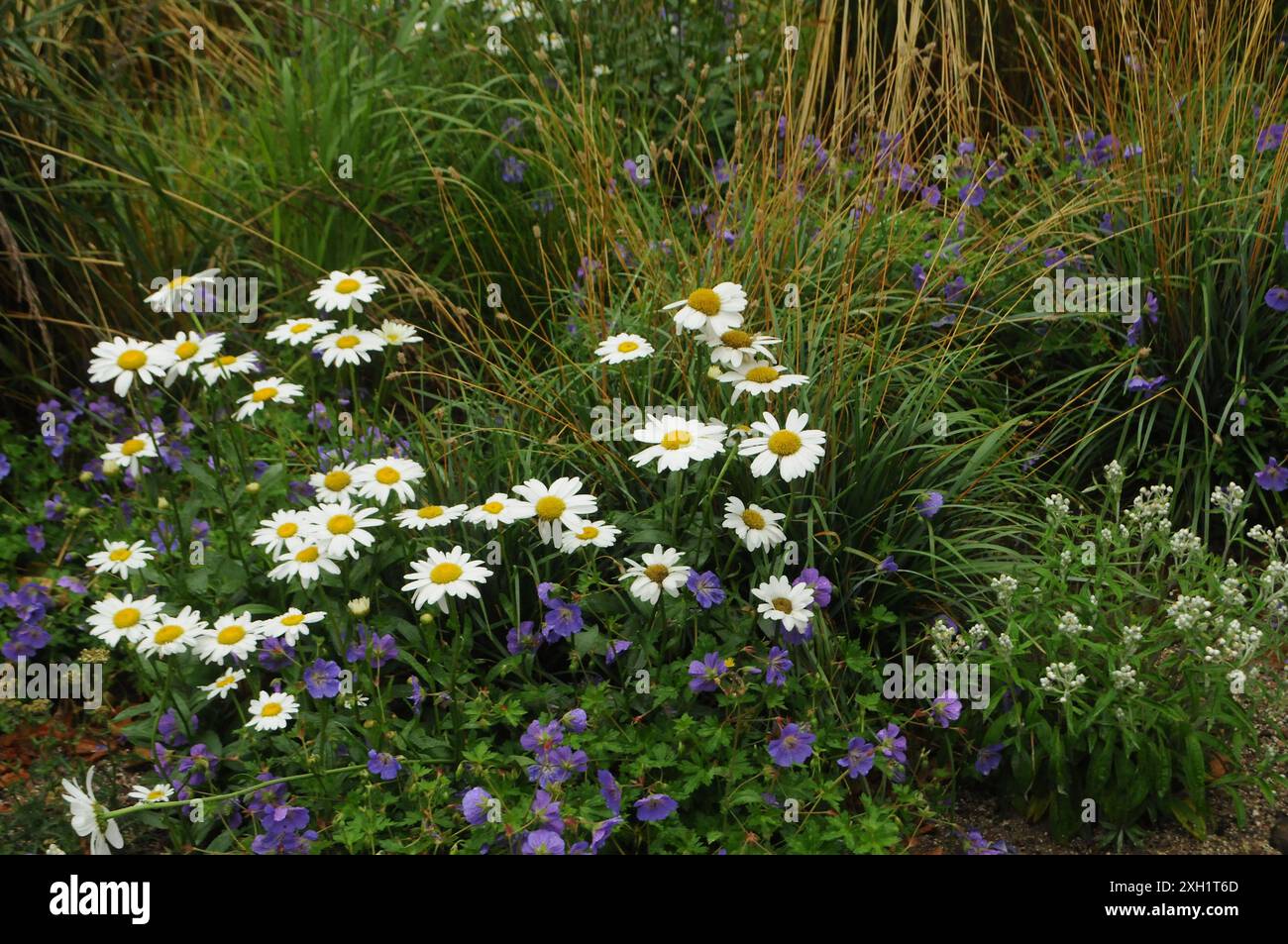 Copenhagen/ Denmark/11 July 2024/Daisy flowers in nature on road side ...