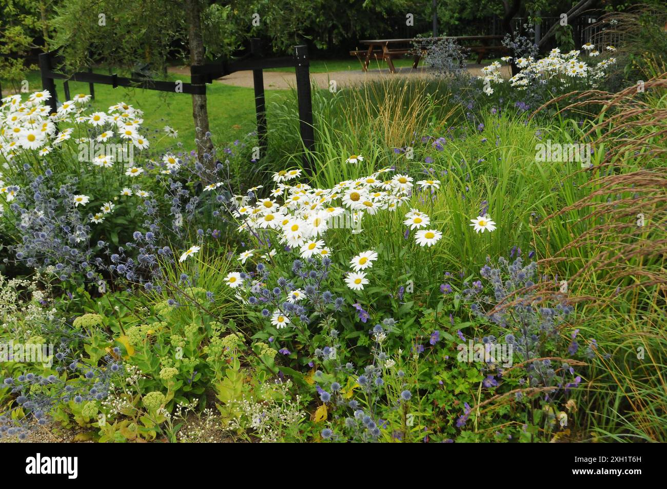 Copenhagen/ Denmark/11 July 2024/Daisy flowers in nature on road side ...