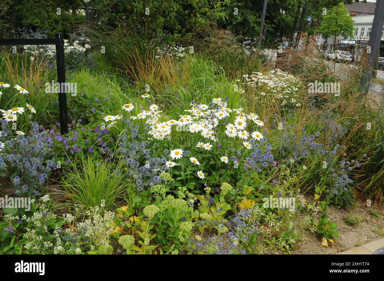 Copenhagen/ Denmark/11 July 2024/Daisy flowers in nature on road side ...