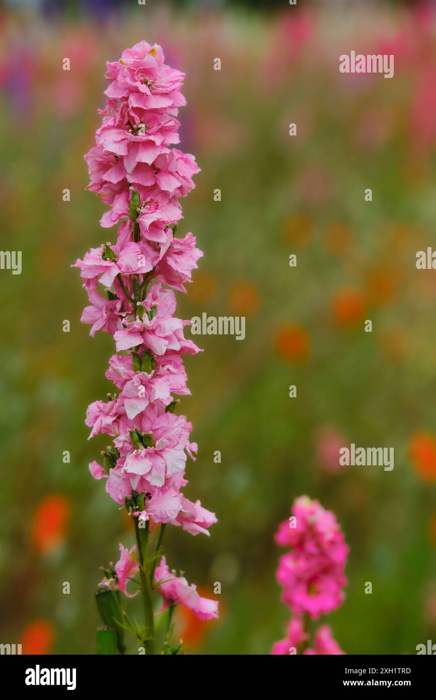 Confetti flowers hi-res stock photography and images - Alamy