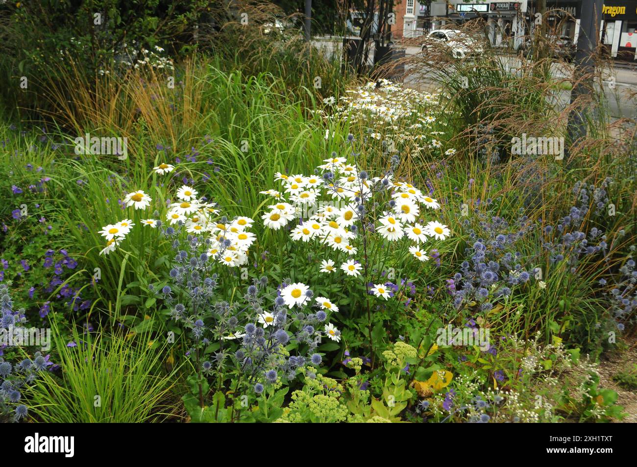 Copenhagen/ Denmark/11 July 2024/Daisy flowers in nature on road side ...