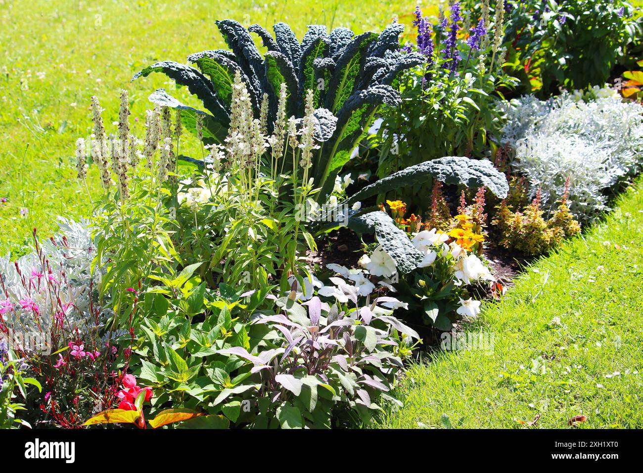 Mixed garden bed with flowers, vegetables (Lacinato kale) and herbs ...