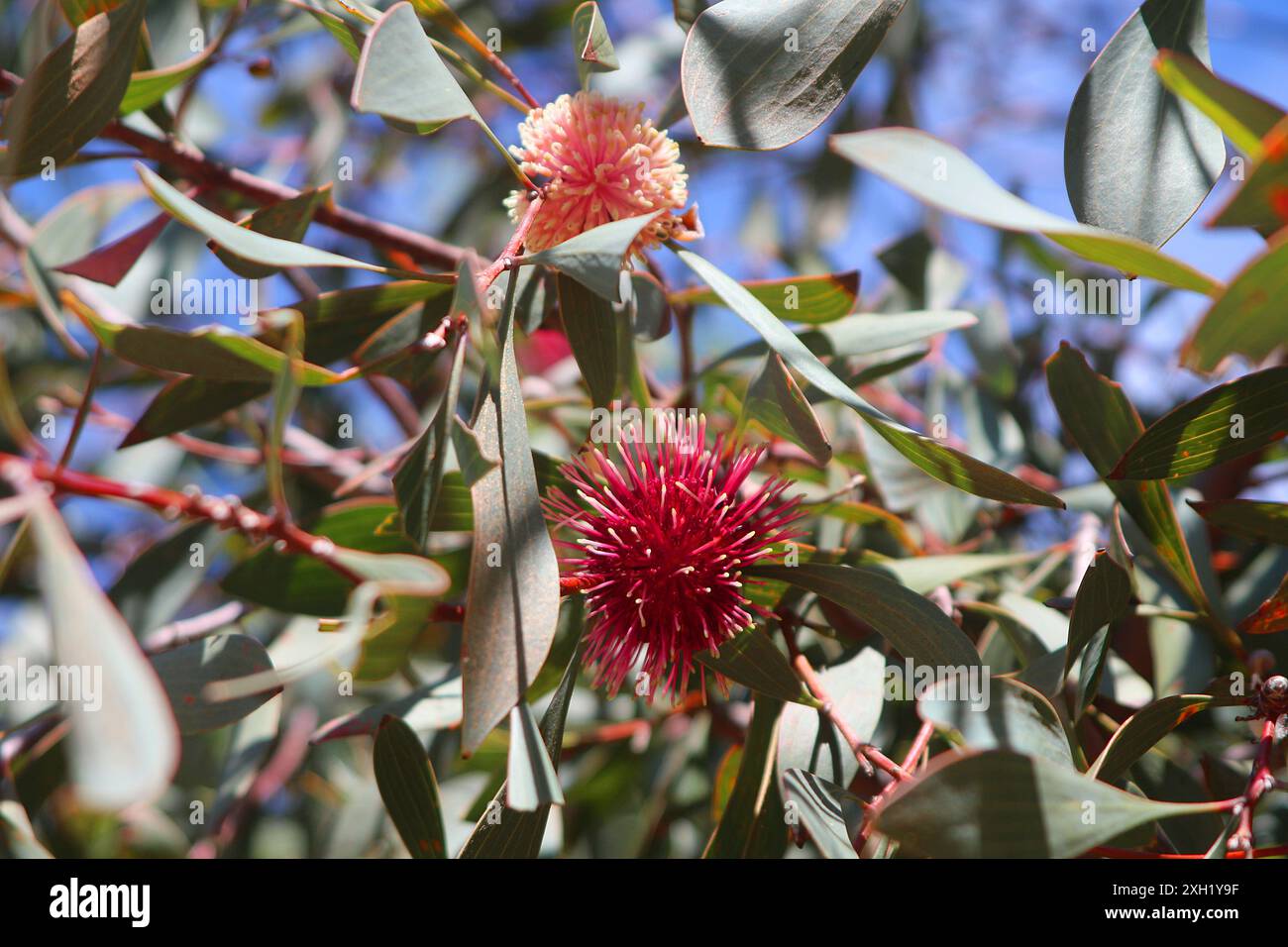 Hakea laurina hi-res stock photography and images - Alamy