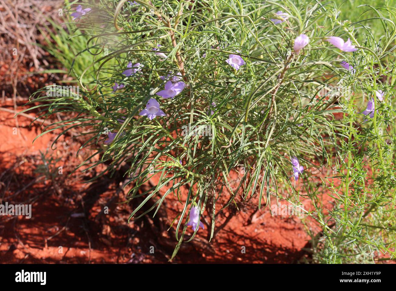 Charleville turkey bush (Eremophila gilesii) an endemic drought ...