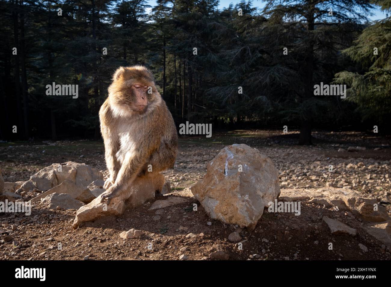 Barbary macaque ( Macaca sylvanus) bathed in the sun in the middle of ...