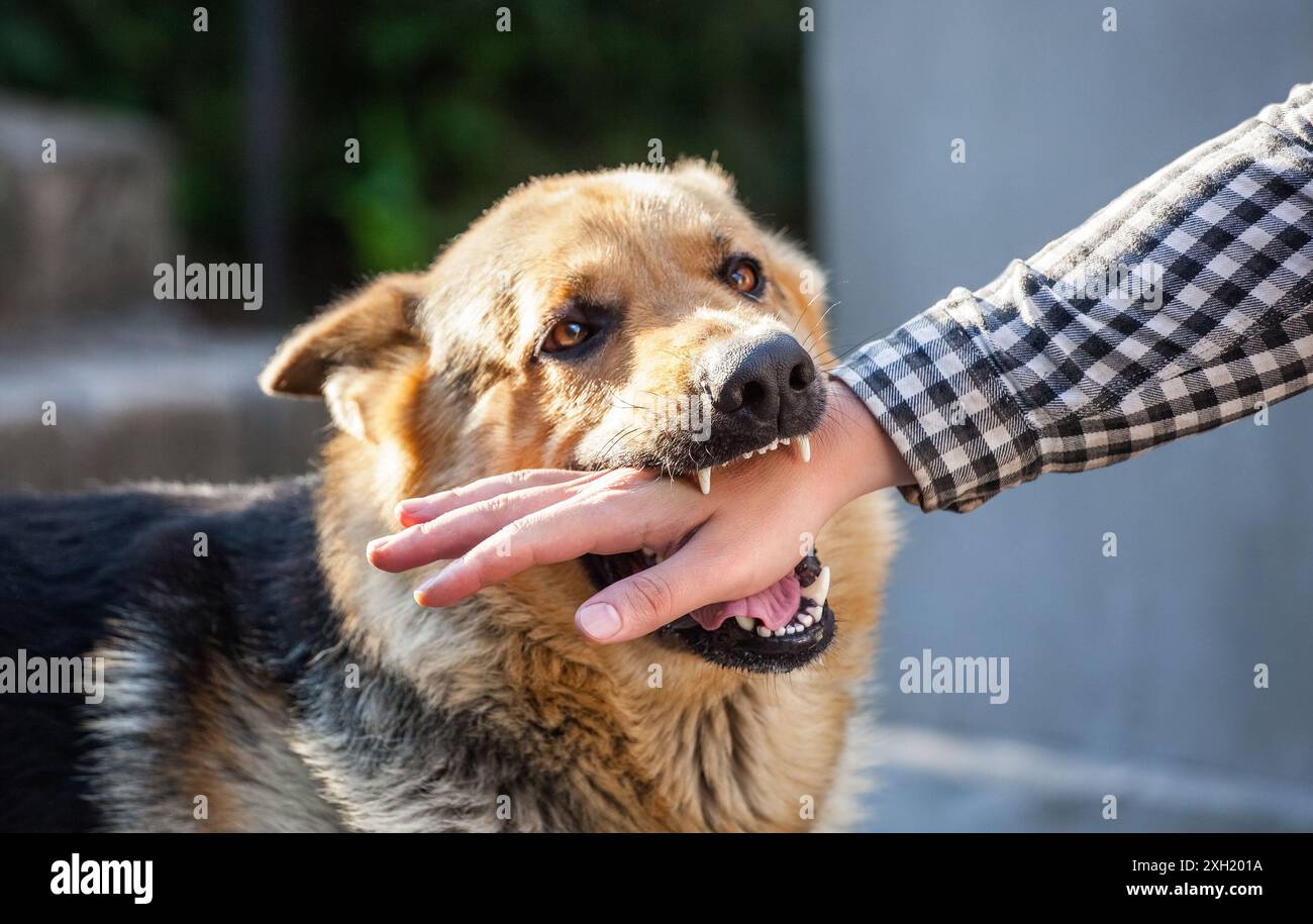 An adult, aggressive male German shepherd attacks a man and bites his ...