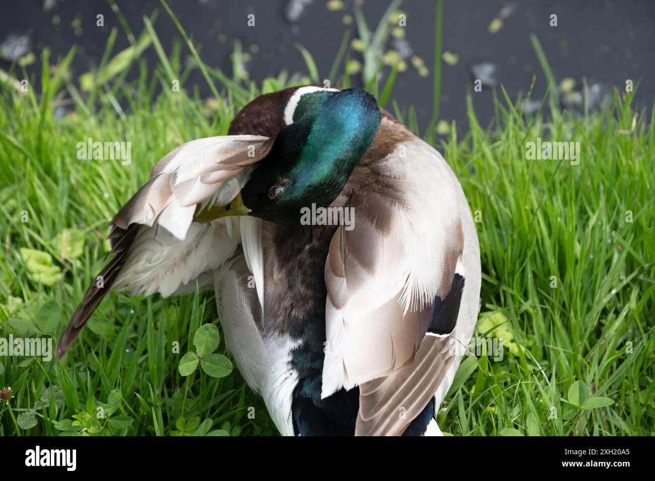 Mallard duck uses its beak to preen and grease its feathers. The fat ...