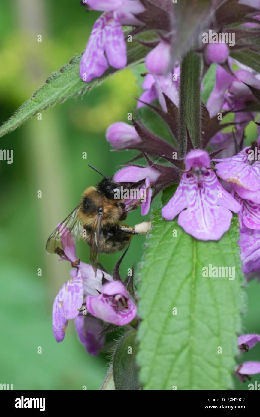 Natural closeup on the rare and endangered female Fork-tailed flower ...
