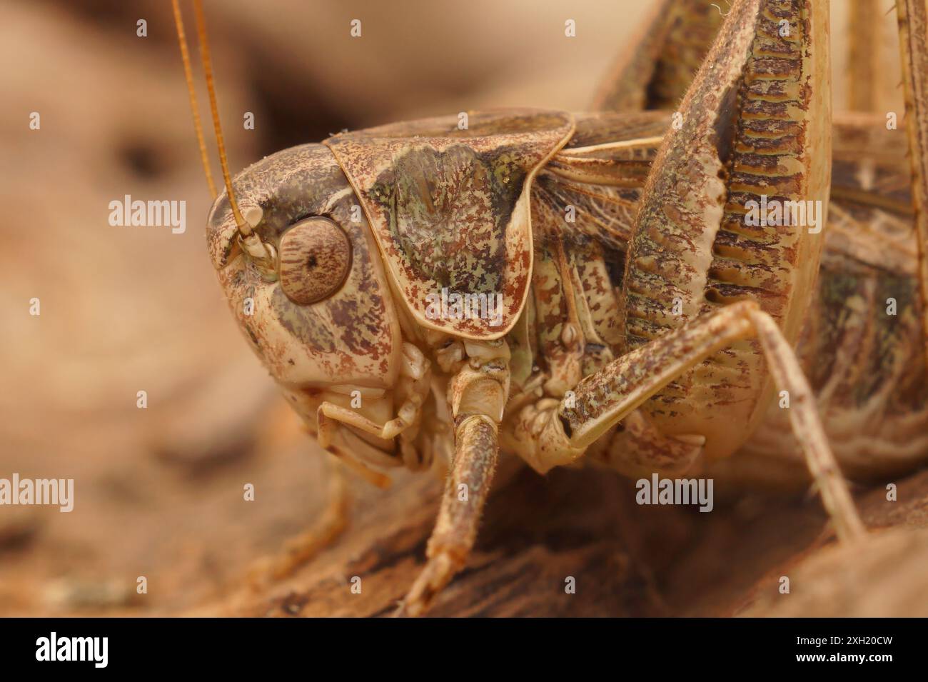 Natural closeup on a European Tuberous Grey Bush-cricket , Platycleis ...