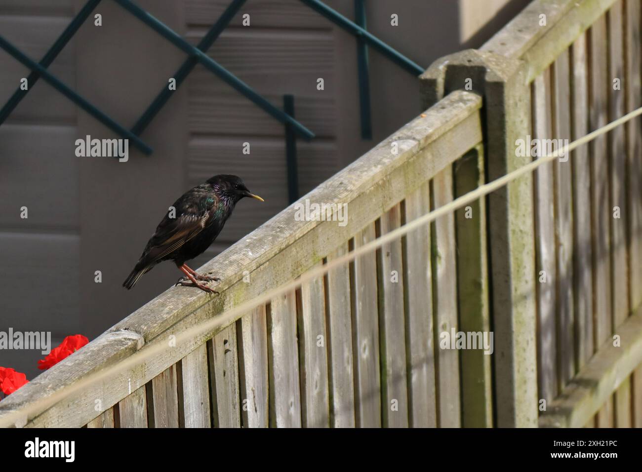 An adult starling watching younger birds on a garden bird feeder, the ...