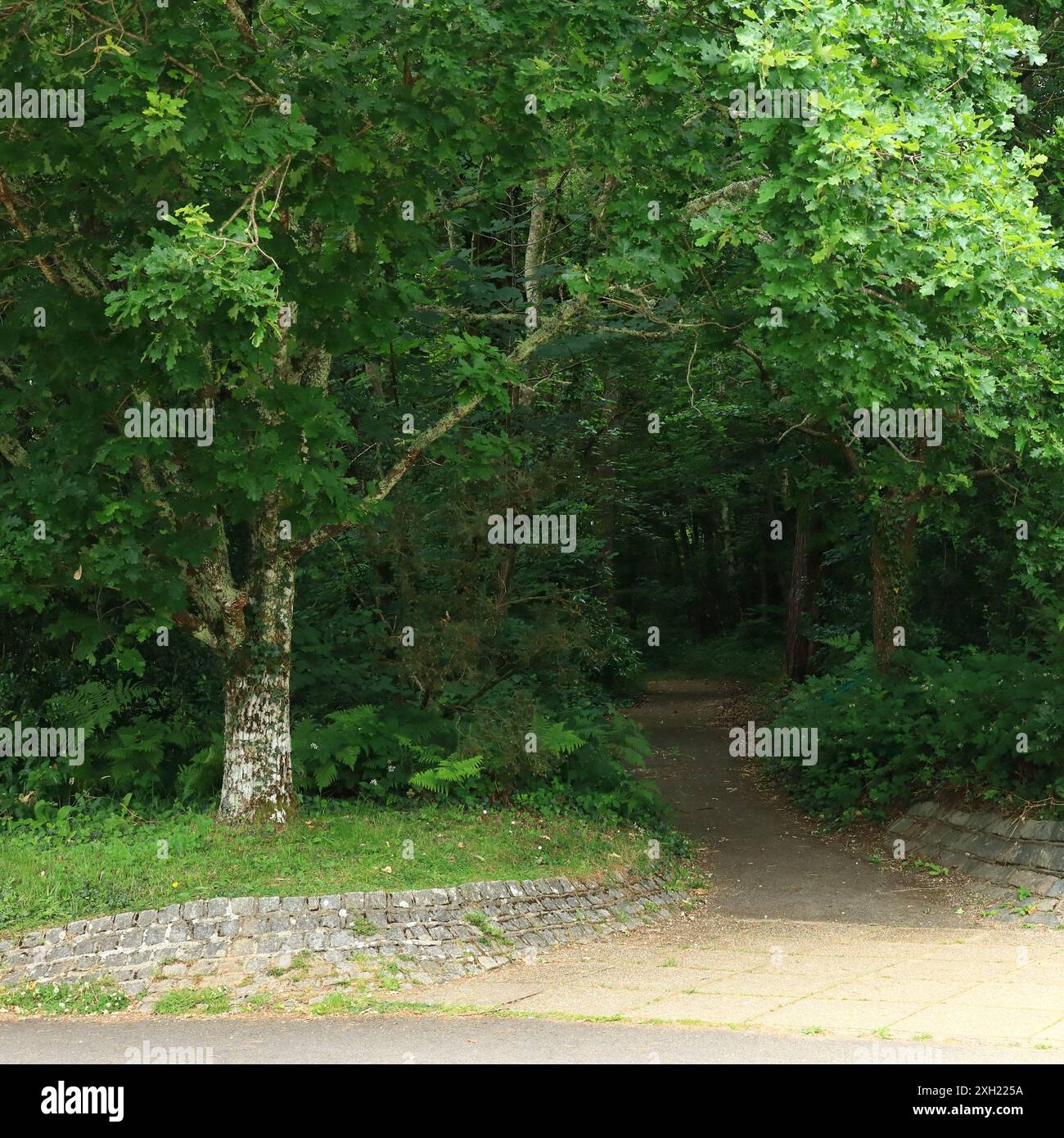 A narrow foot path through thick overhanging greenery including trees ...
