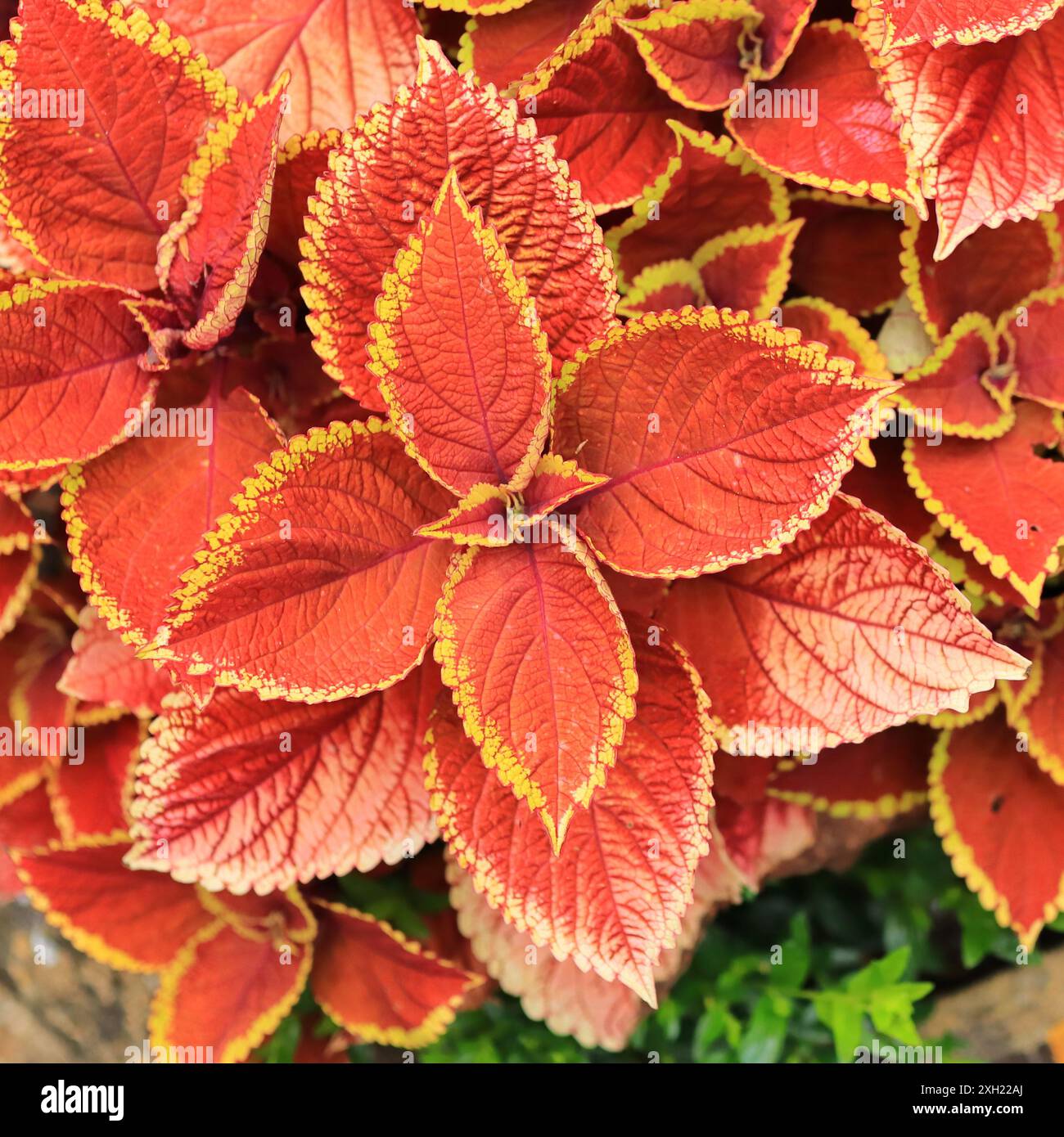 Close up of the beautiful coleus plant, the vibrant red and yellow ...