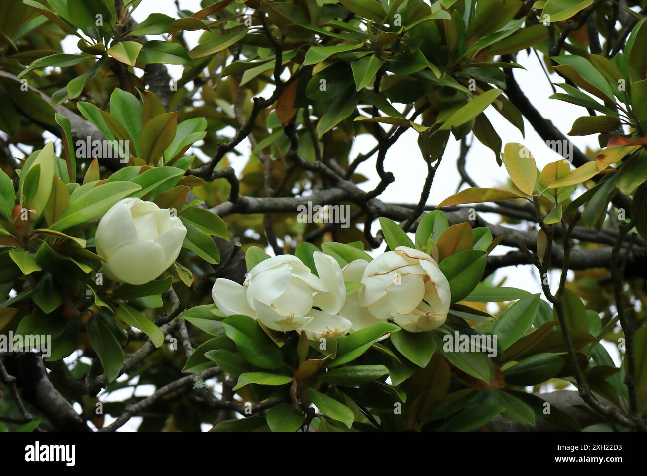 Magnolia Grandiflora or Southern Magnolia, white flowers in a tree ...