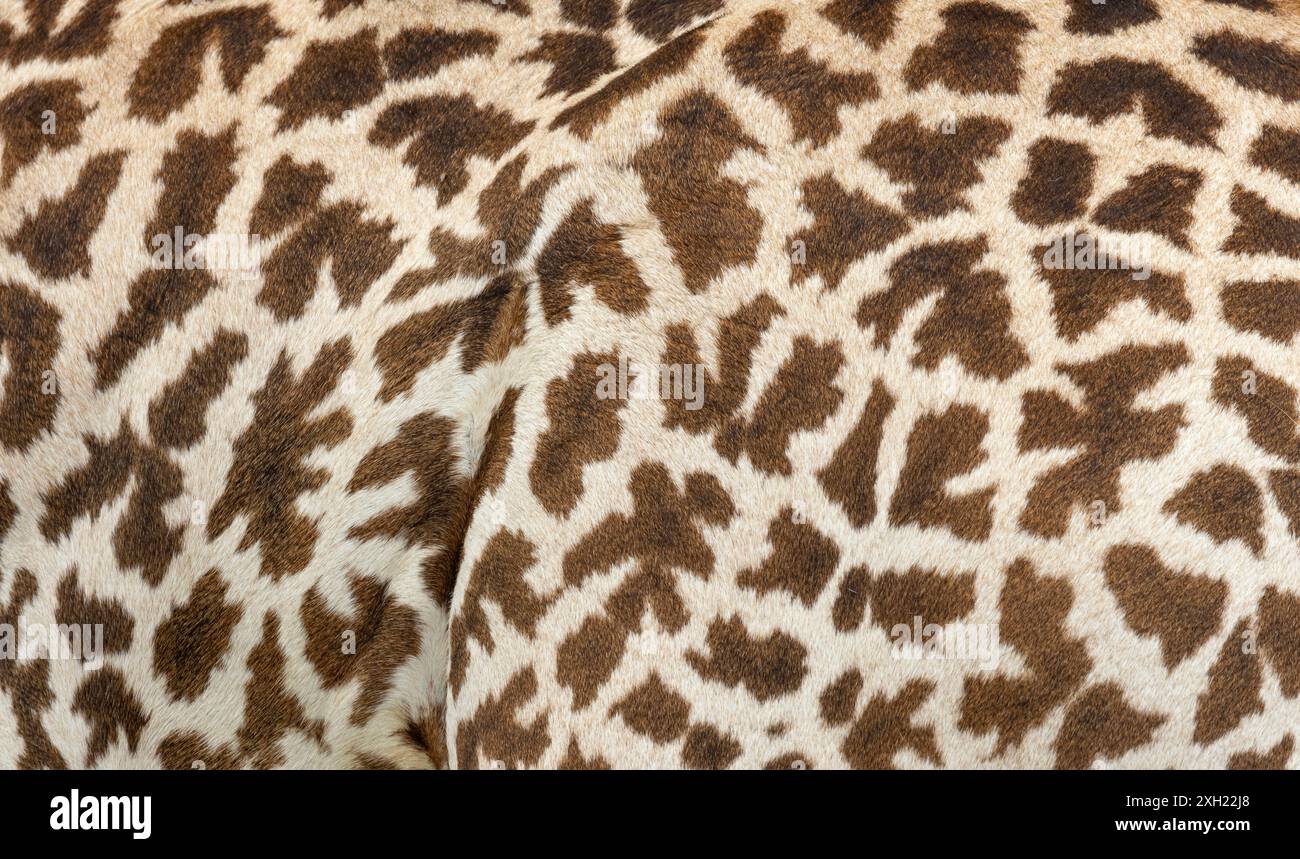 Distinctive darker markings hi-res stock photography and images - Alamy