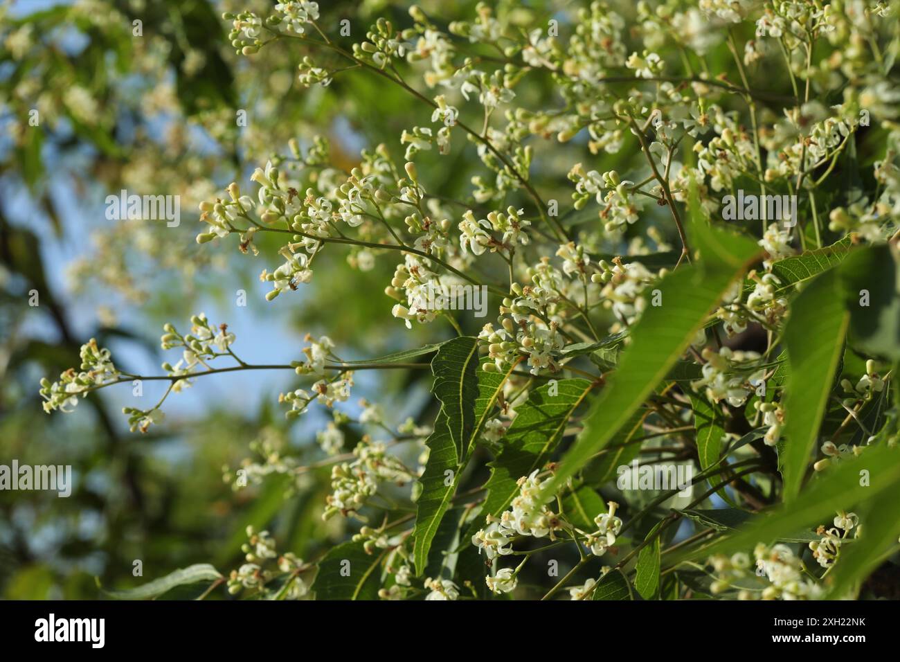 Neem tree flowers blooming in nature. Azadirachta indica. Margosa. Nim ...