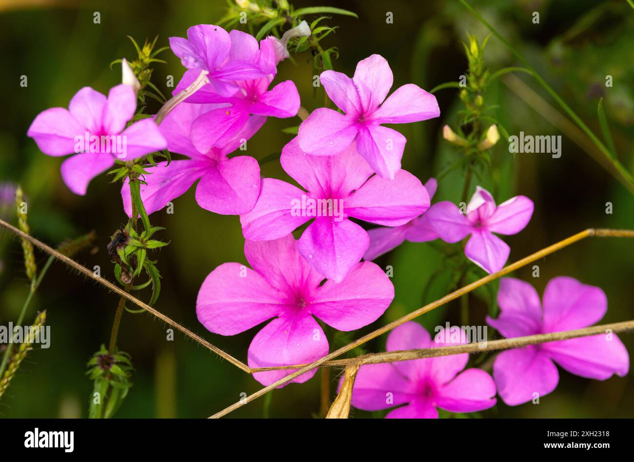 The Pink Ink Flower is common after the rains have started. They are ... The Pink Ink Flower is common after the rains have started. They are ...