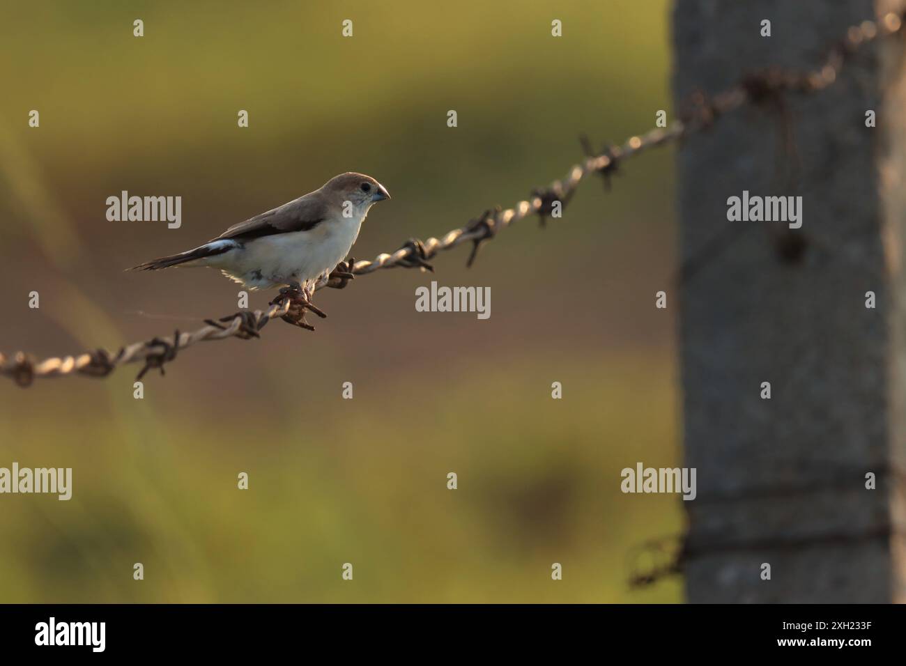 Small brown bird on barbed wire. Bird background. Animal background ...