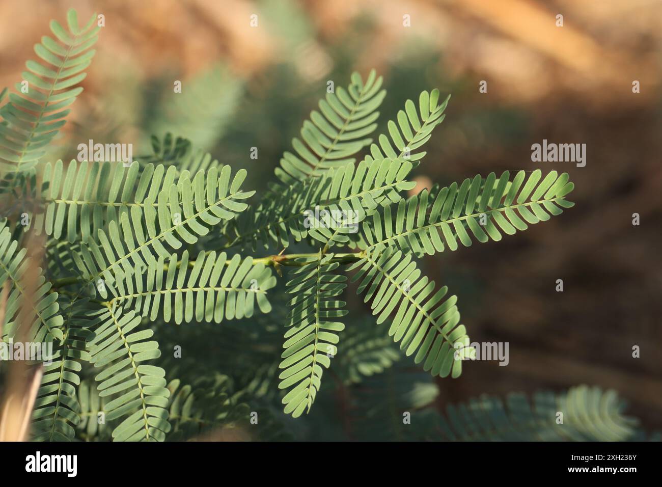 Prosopis tree leaves closeup. Nature background Stock Photo - Alamy