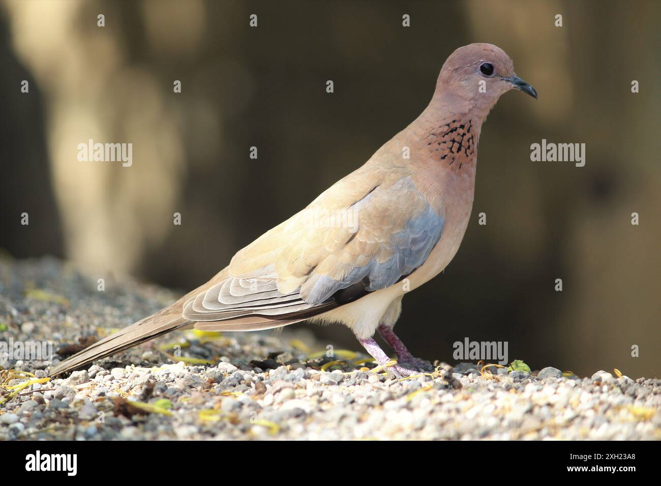 A dove bird standing on ground. Closeup of ring necked dove Stock Photo ...