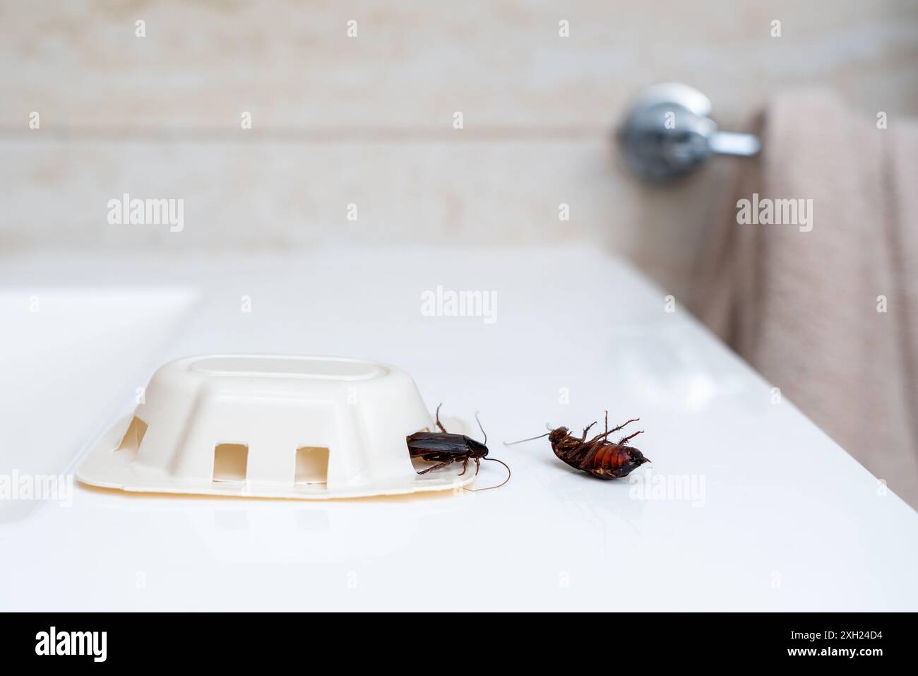 A pair of dead cockroaches and a bug trap on the edge of a bathroom ...
