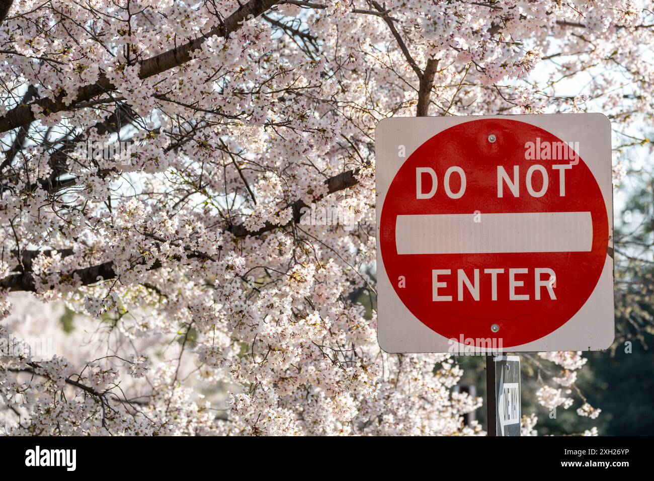 Do Not Enter sign next to tons of beautiful cherry blossom flowers ...