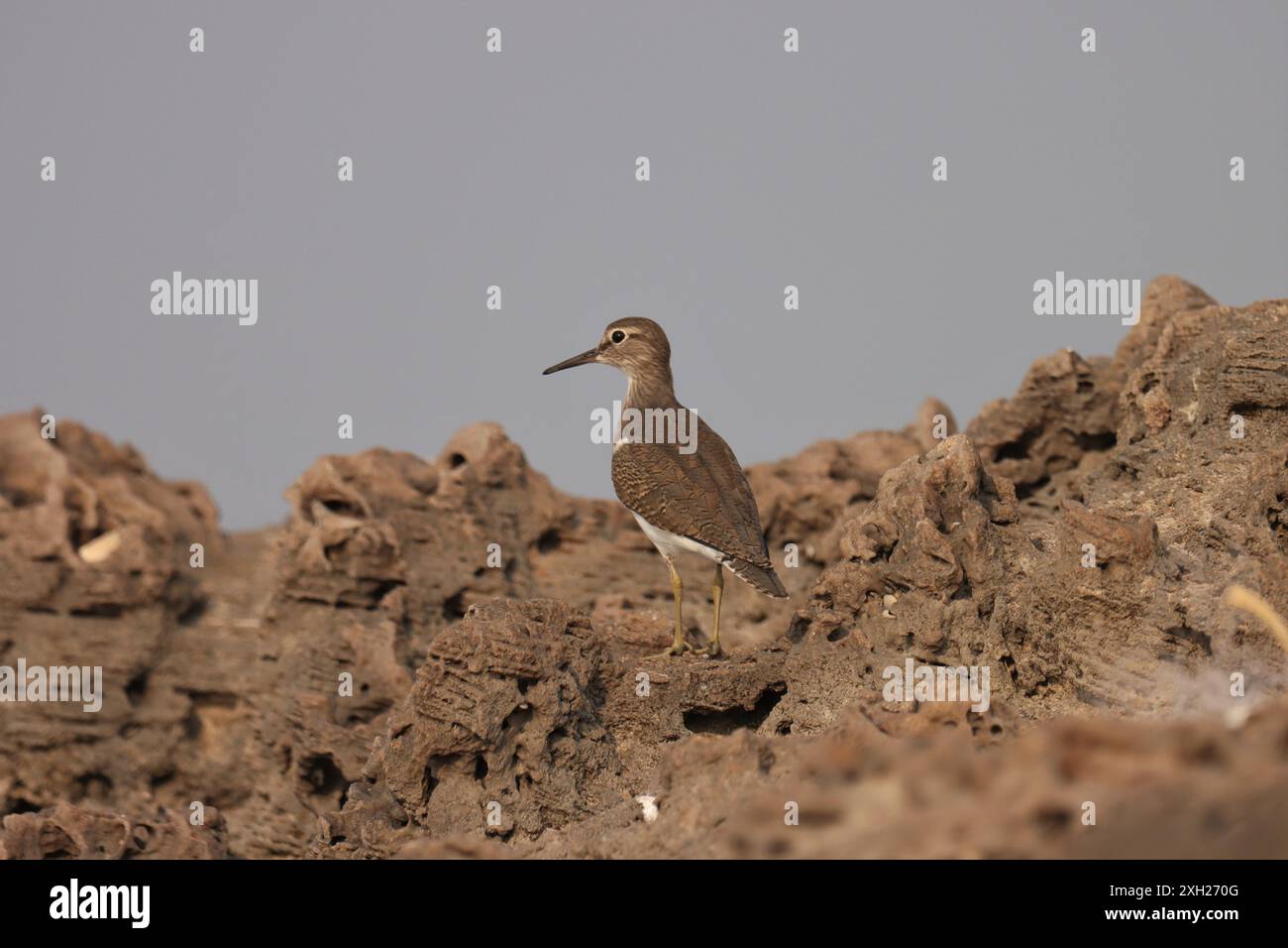 Common sandpiper standing on the rock. Brown bird Stock Photo - Alamy