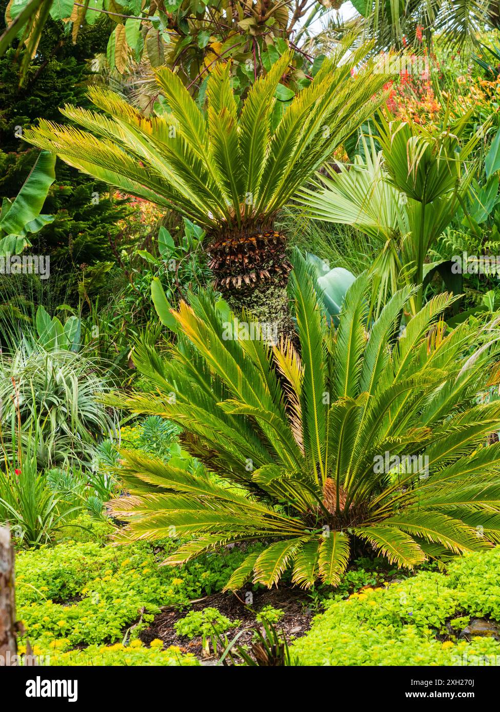 Cycas revoluta plants in park hi-res stock photography and images - Alamy