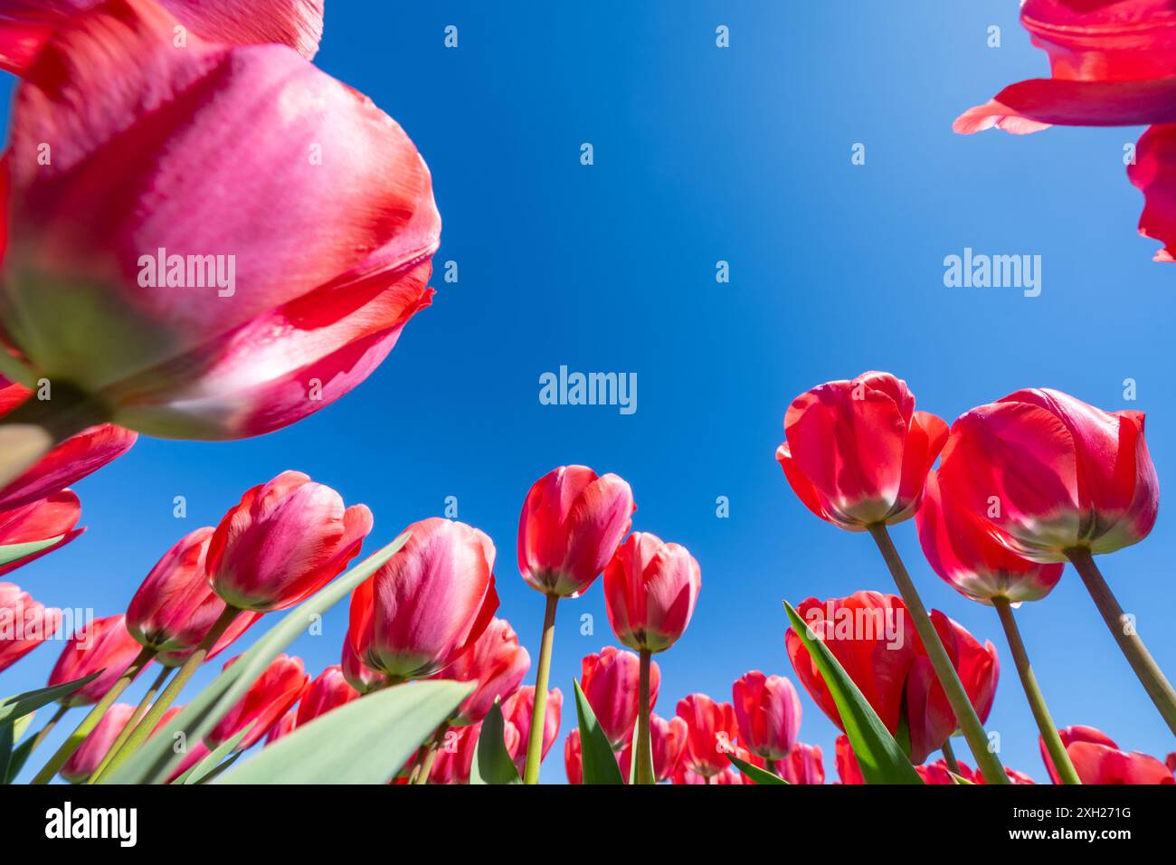Pink tulips wide angle hi-res stock photography and images - Alamy