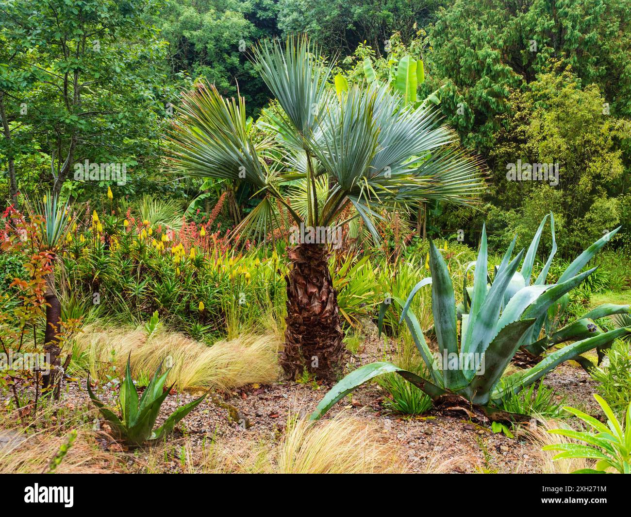 Brahea armata uk hi-res stock photography and images - Alamy