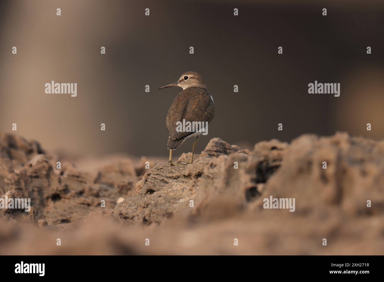 Common sandpiper standing on rock, natural brown blur background ...