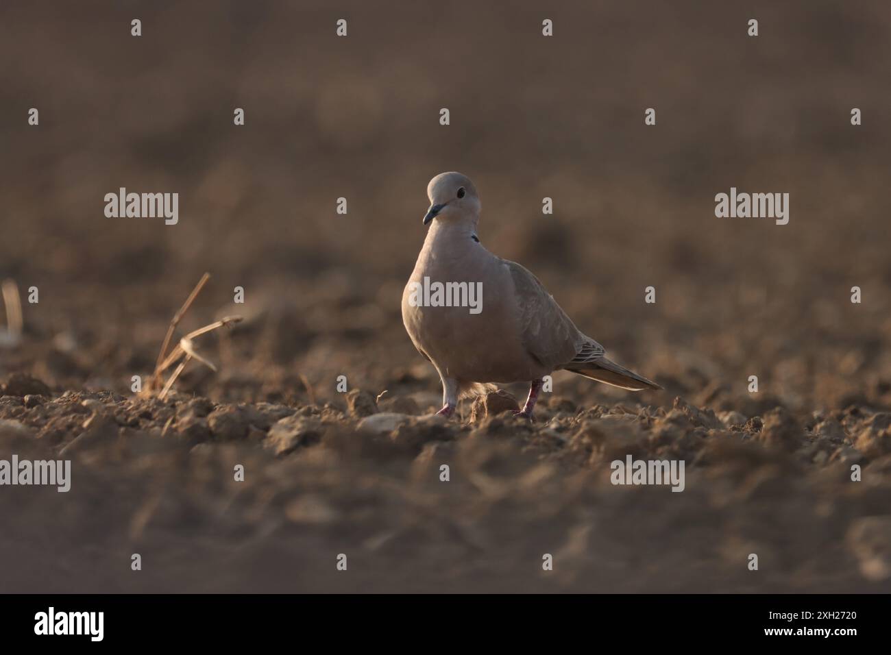 Closeup avian view hi-res stock photography and images - Alamy