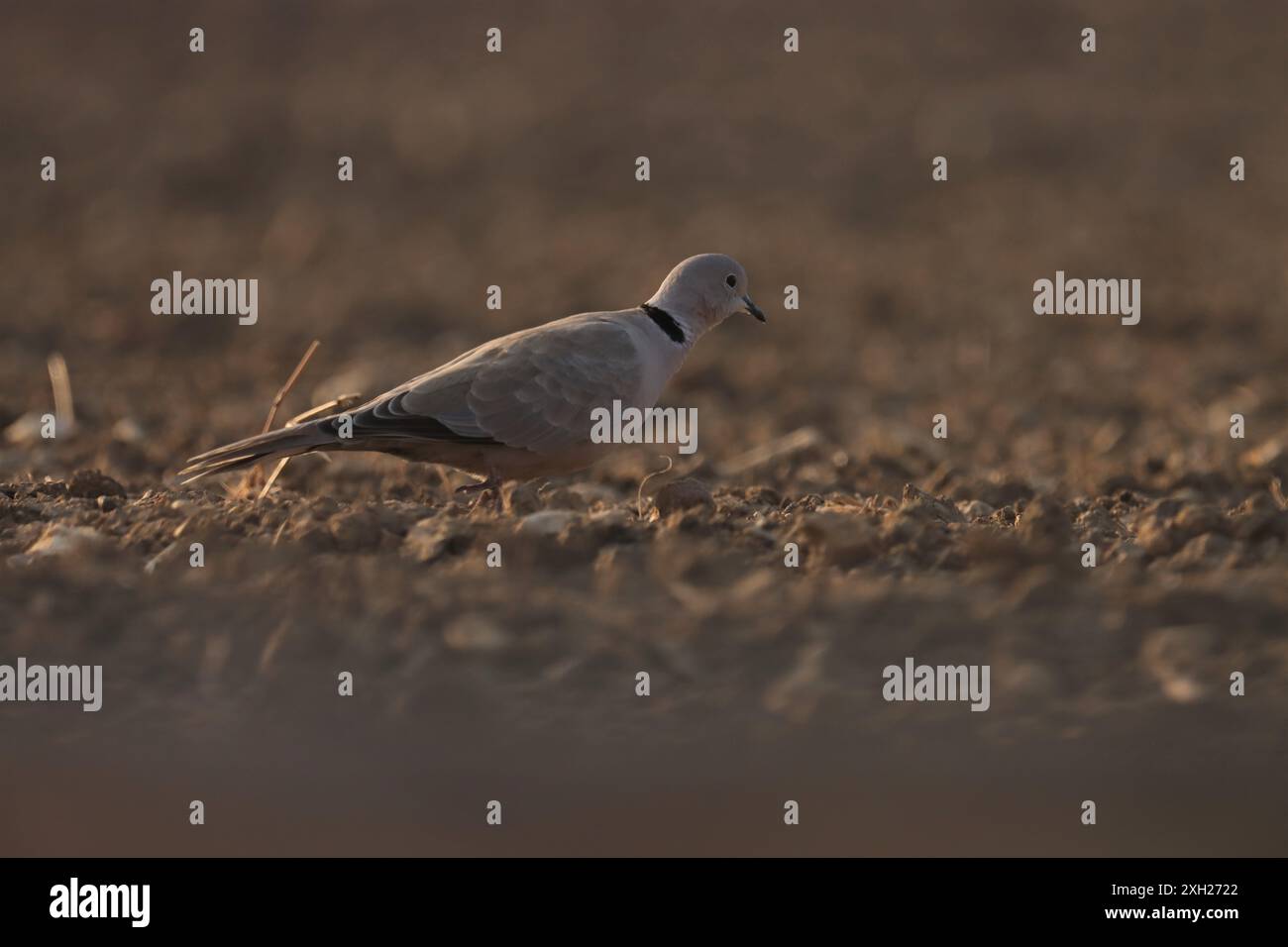 Closeup avian view hi-res stock photography and images - Alamy